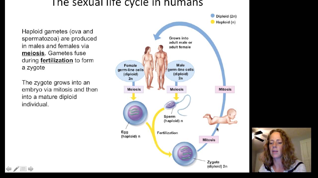 Lecture 23 Reproductive