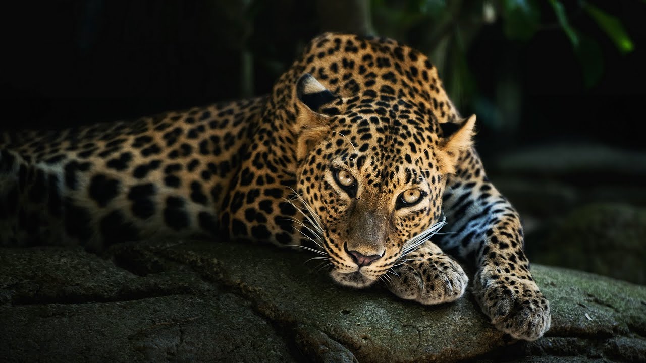 Predator Lying Face Exotic Leopard | 4K Wallpapers (Free Download Link)