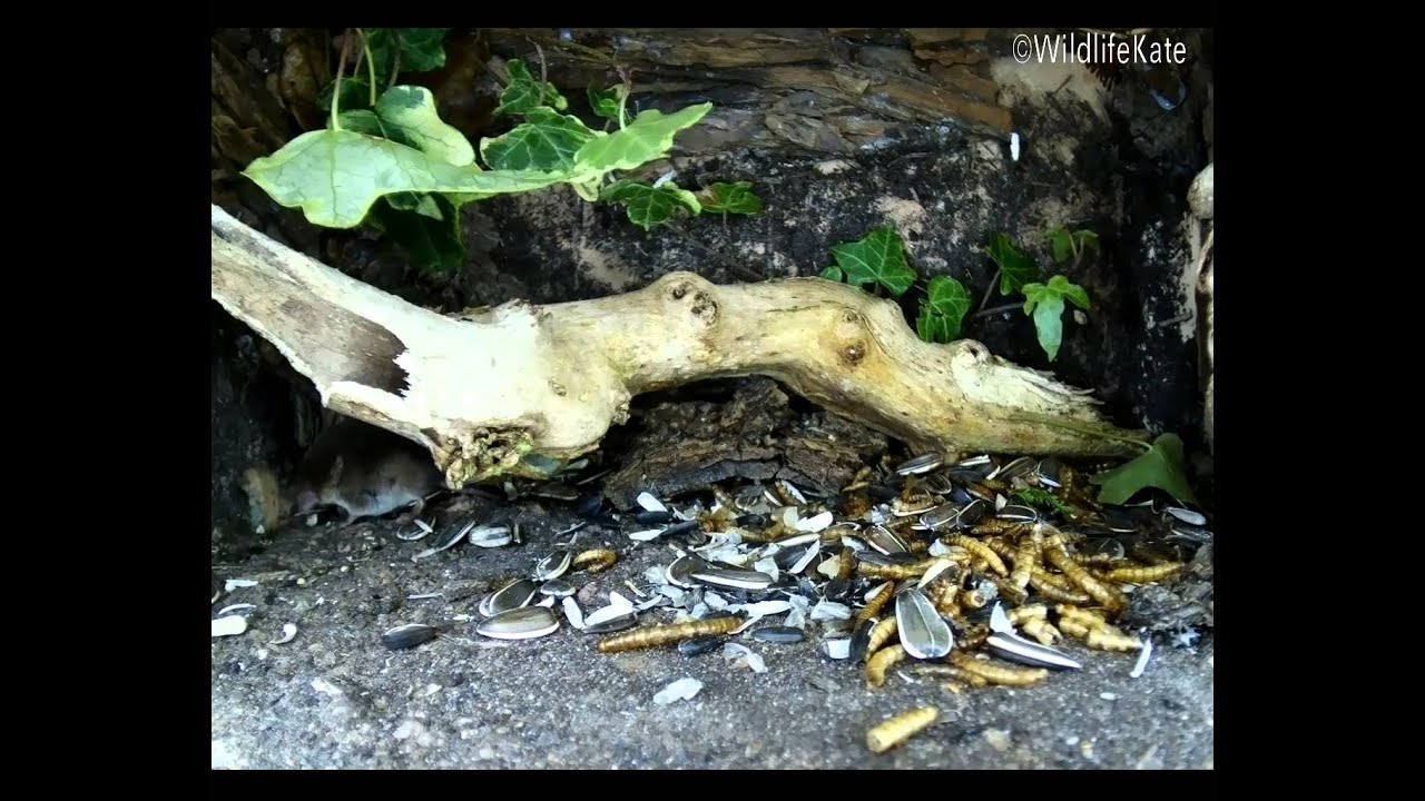Common Shrew 1