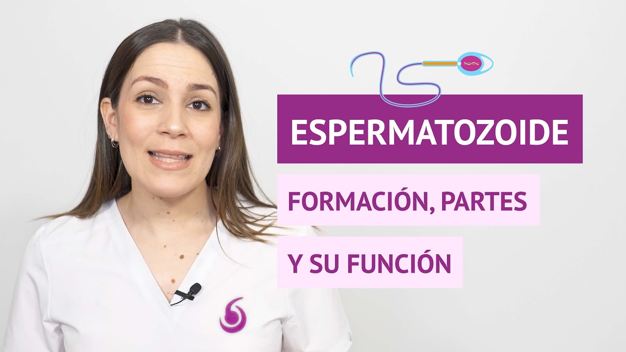 ¿Cómo es el espermatozoide? Formación, partes y función