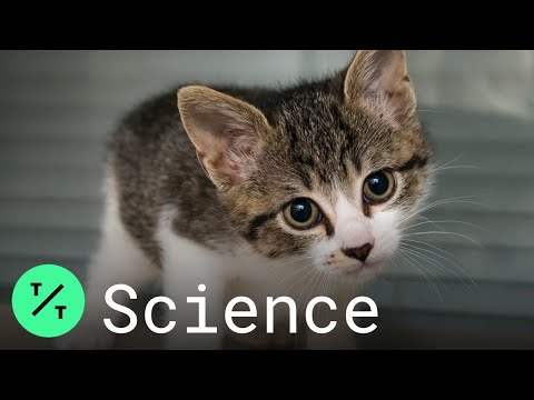 National Cat Day: You Cat Knows Its Own Name, Study Finds