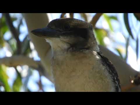 Baby Kookaburra practising its call | Birds in Sydney