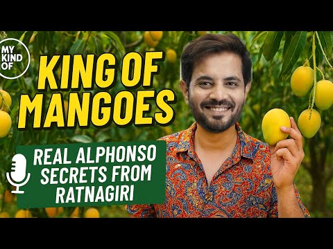 King of Mangoes: Aamchi Ratnagiri’s Alphonso Secrets | Mohsin at the Mango Farm