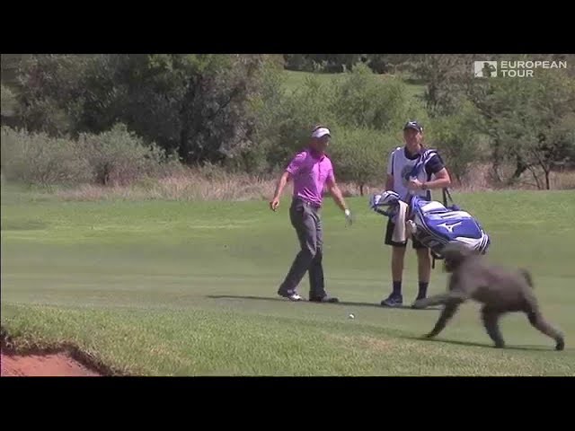 Watch: Man continues playing golf amidst two pythons engaged in a duel ...