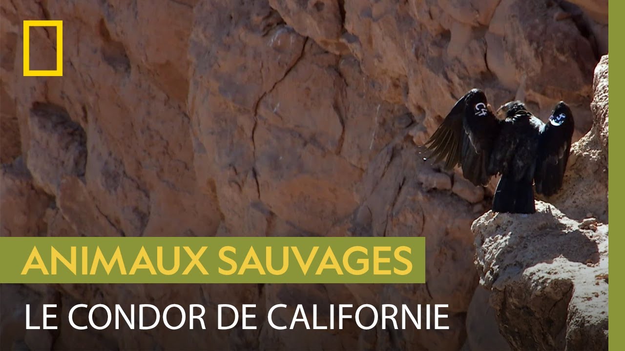Documentaire | Le rarissime condor de Californie, emblématique du Grand ...