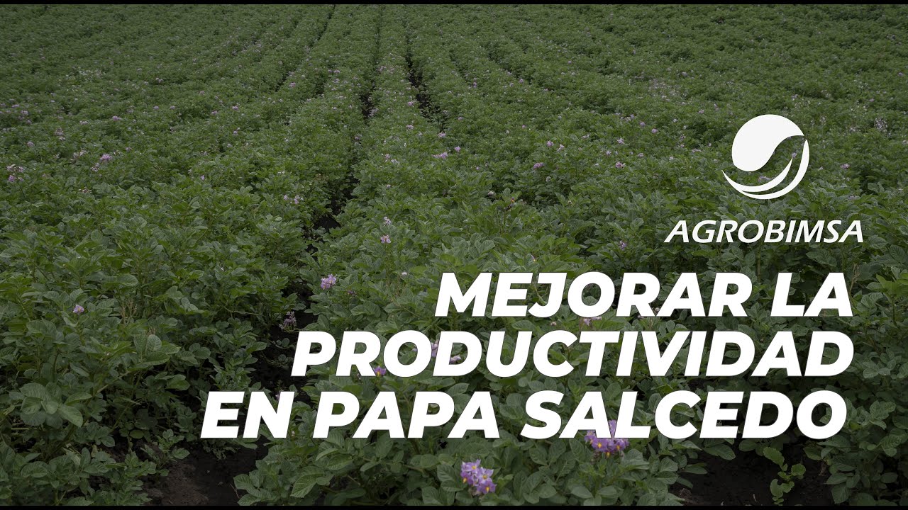 ¿Cómo alcanzar mayor productividad en el cultivo de papa?