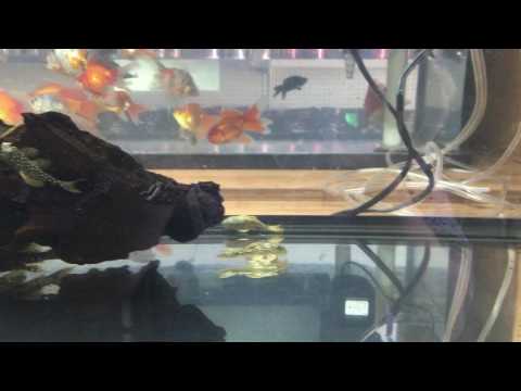 L014 Sunshine Pleco For Sale!