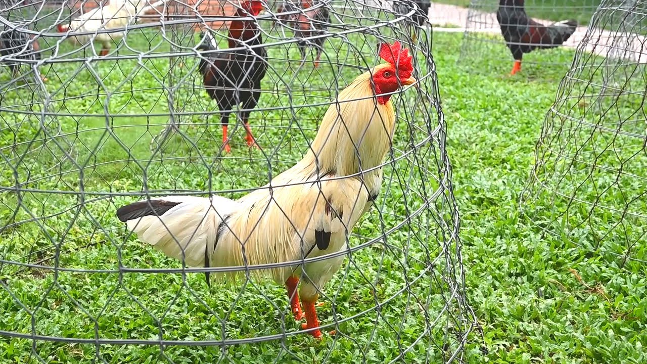 Tổng hợp gà tuyển đẹp/ Tung Vlog