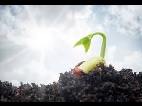 Science of Seeds