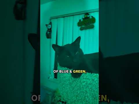 What Colors Can Cats See? 🤔