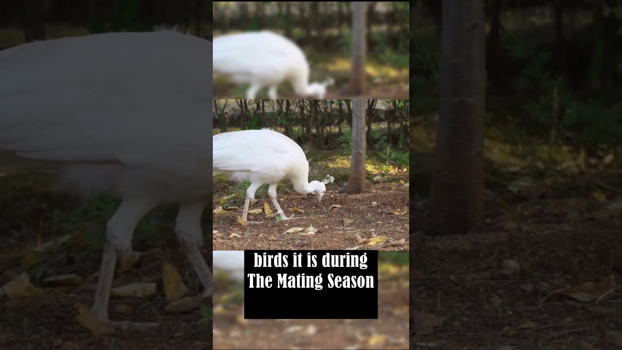 The Bizarre Albino Peacock!