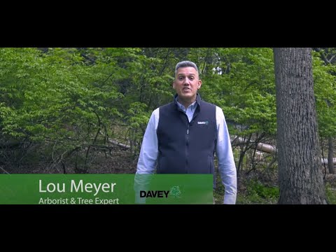 Tips on Choosing a Certified Arborist