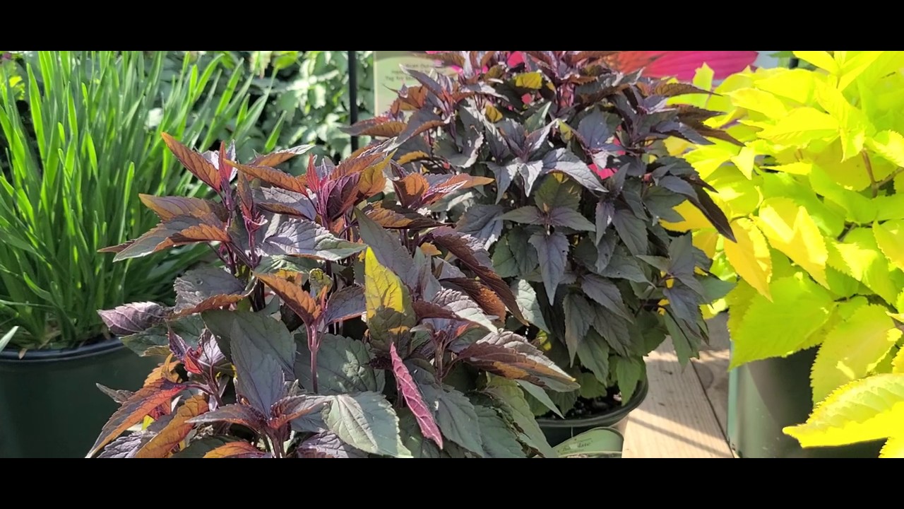 Eupatorium 'Chocolate' // STRIKING 💥 Native Perennial with Dark Leaves & White Fluffy Flowers!