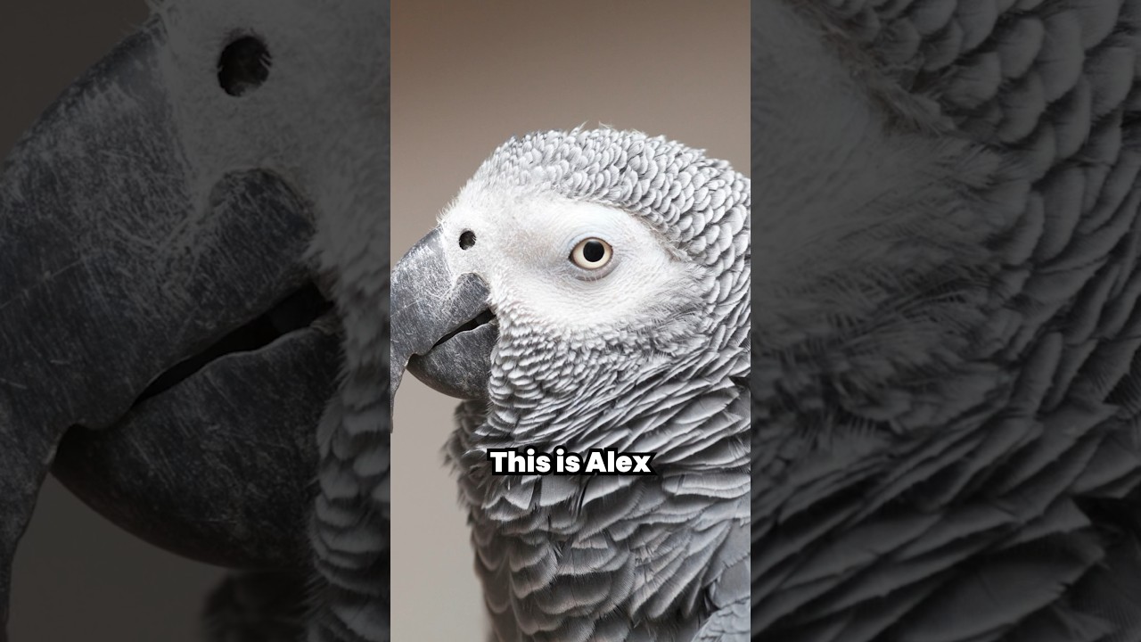 Sad Story of the Smartest Parrot in the World