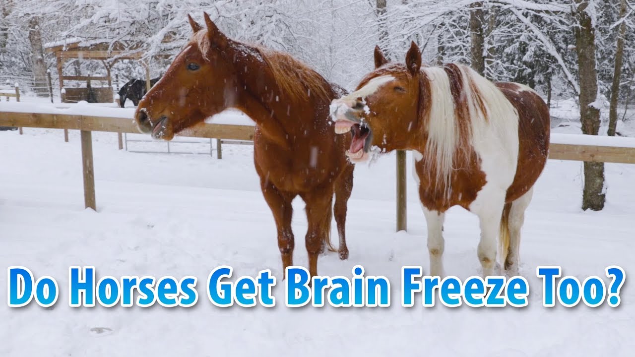 Do Horses Get Brain Freeze Too?