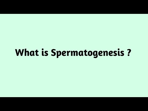 What is Spermatogenesis ?