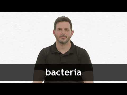 Traducción en inglés de “BACTERIA” | Collins Diccionario español-inglés