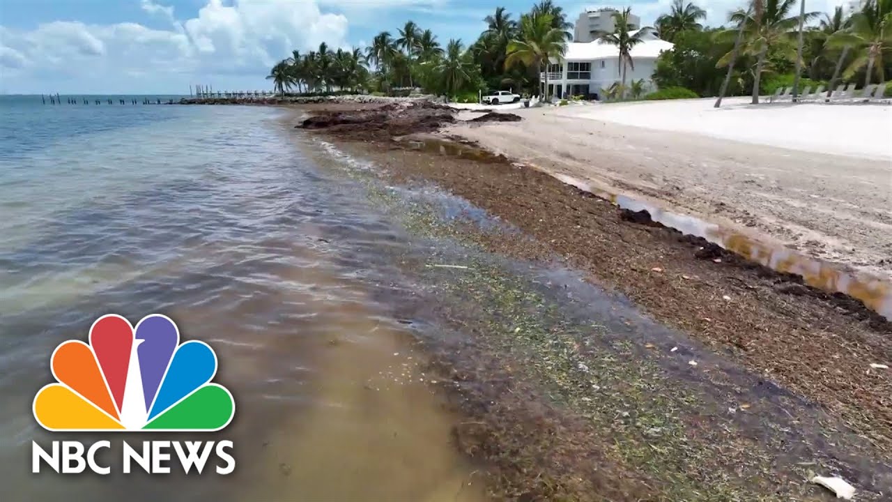 Sargassum seaweed taking over beaches in Florida, Mexico and the Caribbean