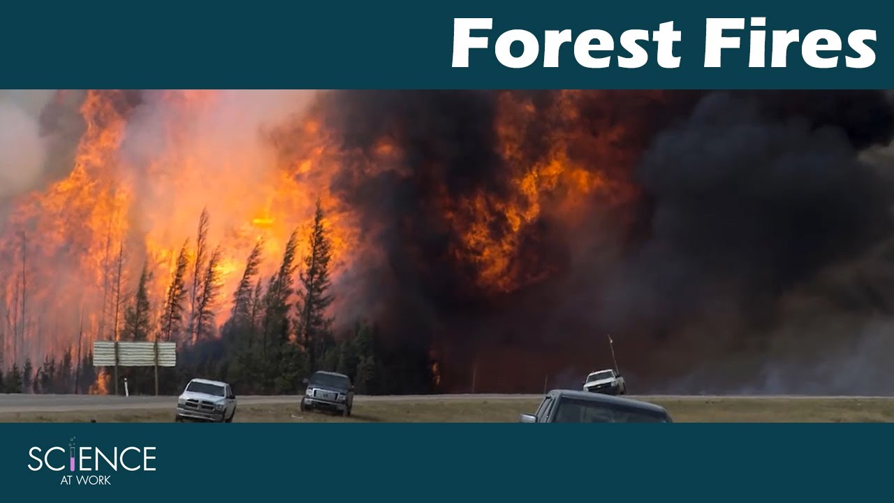 Forest Fire Research (Science At Work)