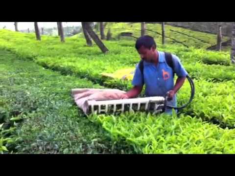 Tea Pruning Machine - Tea Harvesting Machine Latest Price ...
