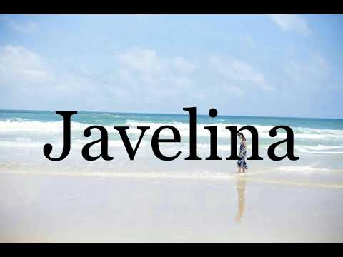 How To Pronounce Javelina🌈🌈🌈🌈🌈🌈Pronunciation Of Javelina