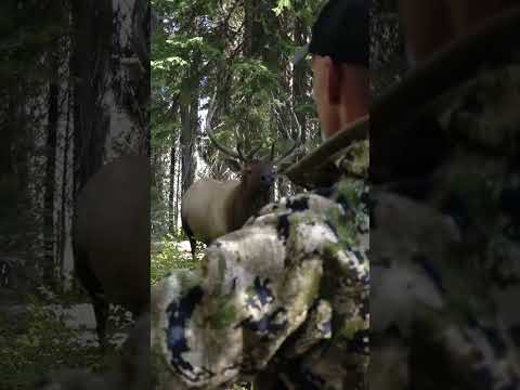 The Hissing Bull! #destinationelk #elkhunting #elk
