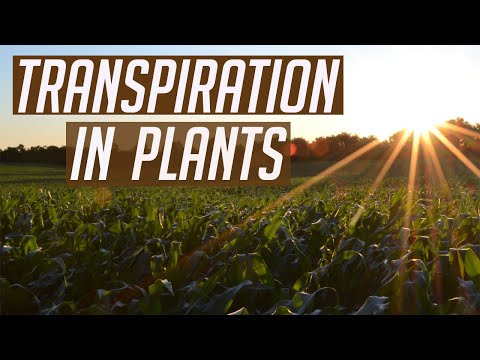 Transpiration in plants | things you must know | Simple explanation