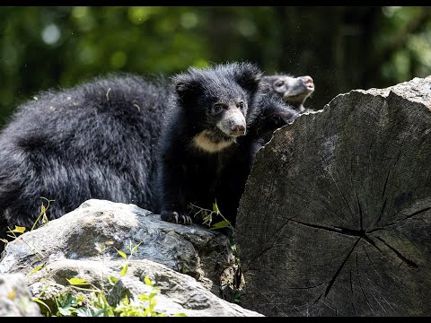 Please bear with us - Infact FIlms