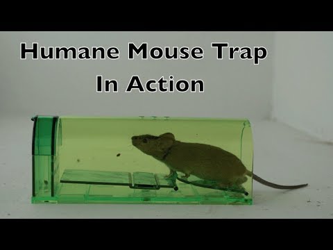 YouTuber Shawn Woods: Humane Mouse Trap In Action – Full Review With ...