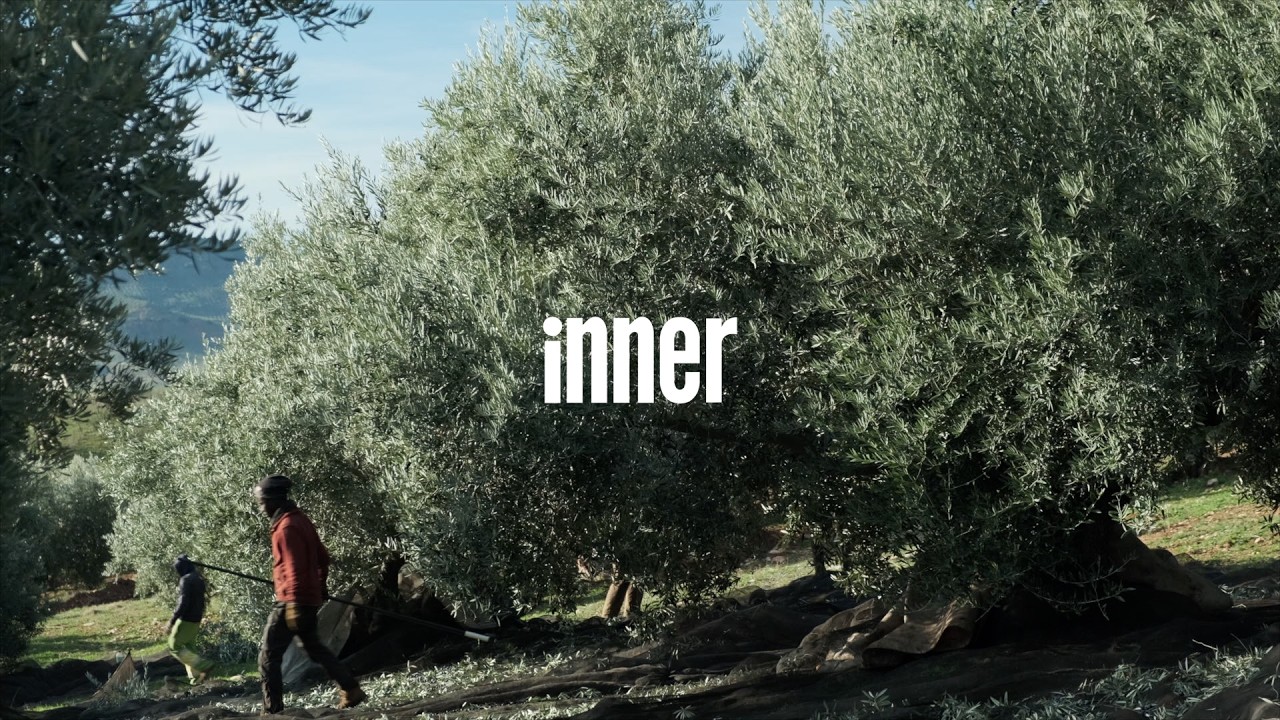 COSECHA - RECOLECCIÓN DE OLIVOS EN JAEN