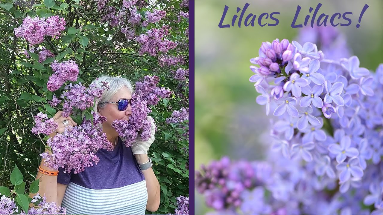 Rochester Lilac Festival Announces Thrilling 2025 Lineup