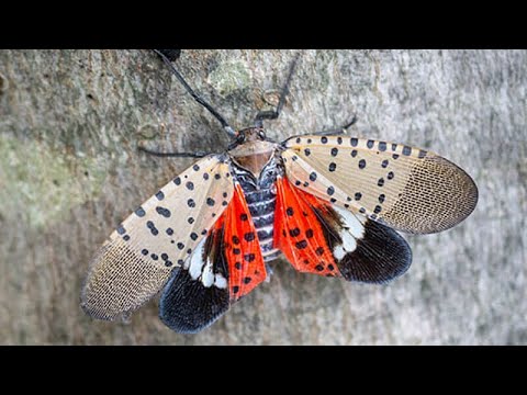 How I killed thousands of Lantern Flies in 3 days