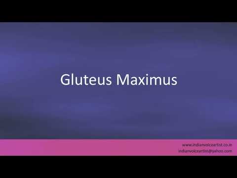 Pronunciation of the word(s) "Gluteus Maximus".