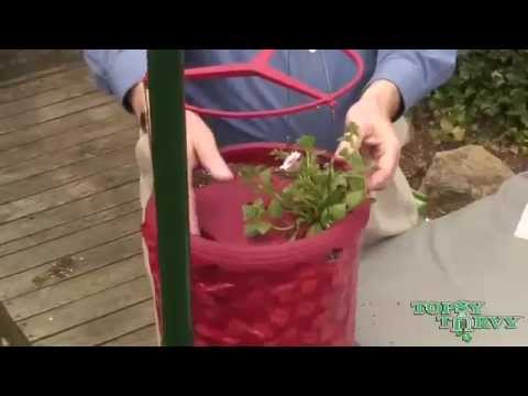 Topsy Turvy - Humming Bird Hangout