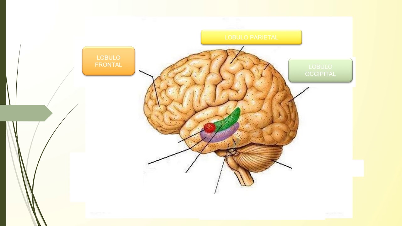 Estructuras cerebrales que participan en el proceso de la Memoria