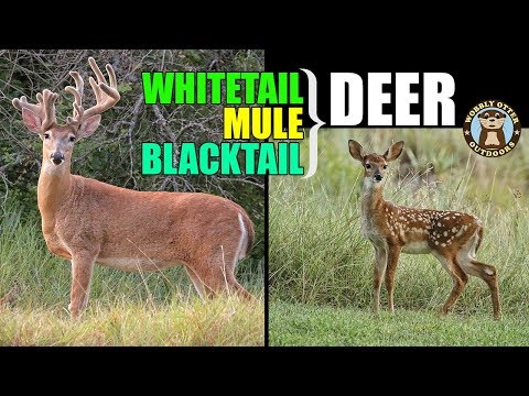 Deer are Awesome - Whitetail Deer | Mule Deer | Blacktail Deer