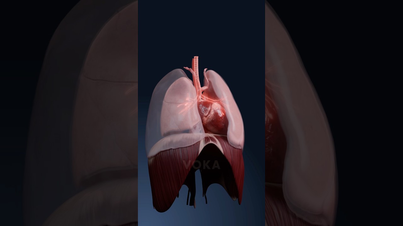 Pneumothorax exploration in 3D: causes, symptoms, and treatment insights
