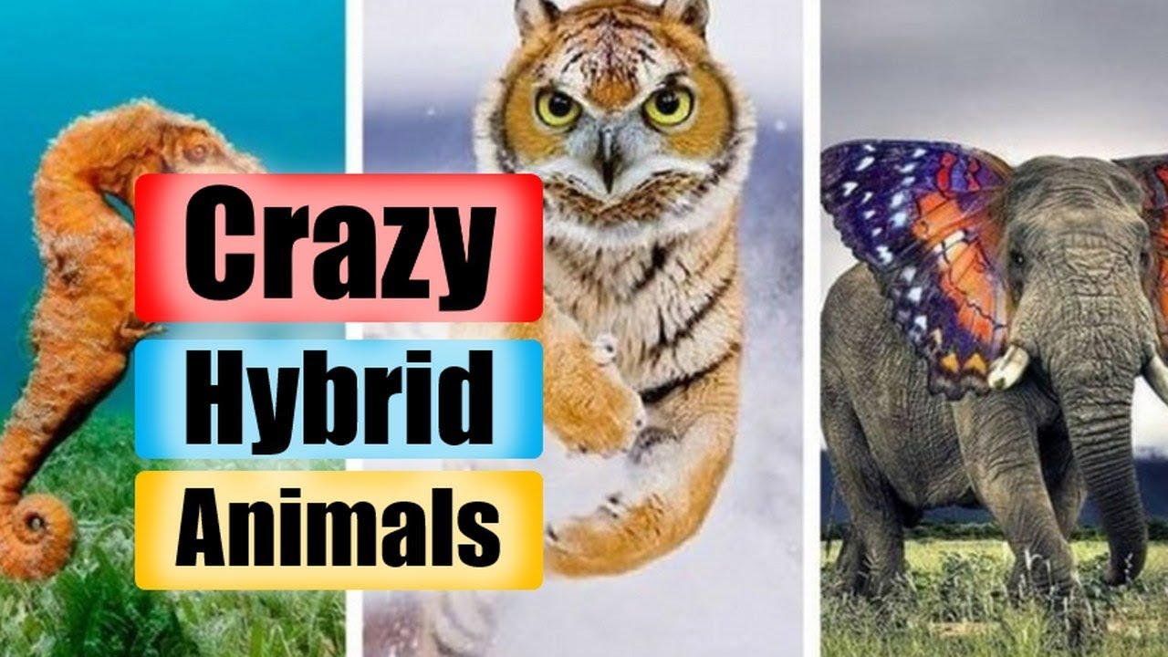 15 Craziest Hybrid Animals That Will Make You Scratch Your Head