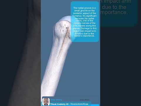 Visual Anatomy 3D - Facts about the Humerus bone