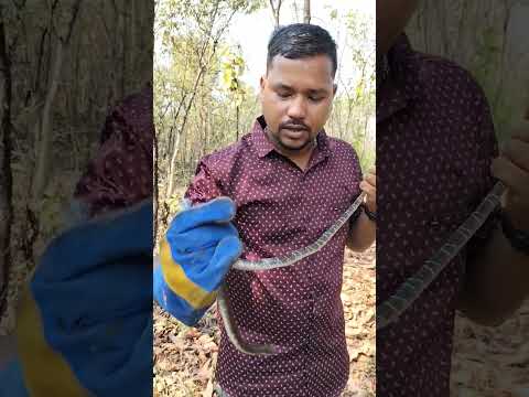 Common krait snake #krait #youtubeshorts #videohighlight #ytshorts #viralshort #viral #shorts #reels