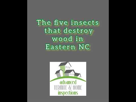 Wood Destroying Insects found in Eastern North Carolina #termiteinspection #homeinspection #termite