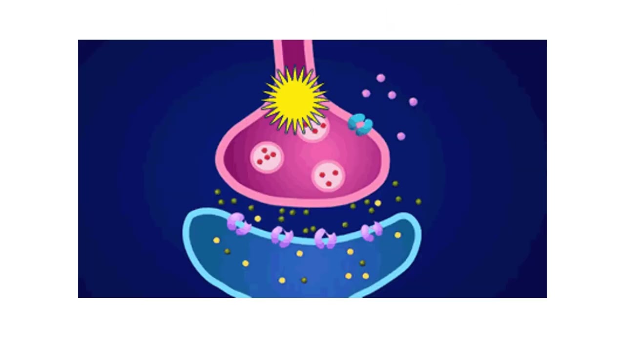 Understanding the Neuromuscular Junction: Mechanisms of Muscle ...