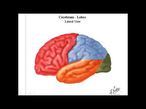 Functional areas of the cerebral cortex