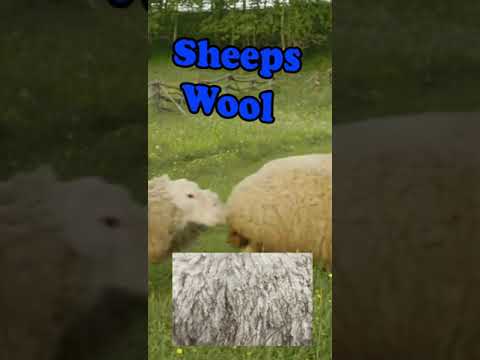 What oil is on sheeps wool? #shorts