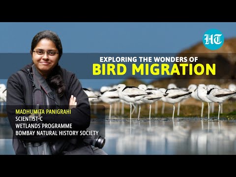 Exploring the Wonders of Bird Migration