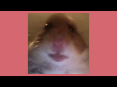 staring hamster meme (tik tok)