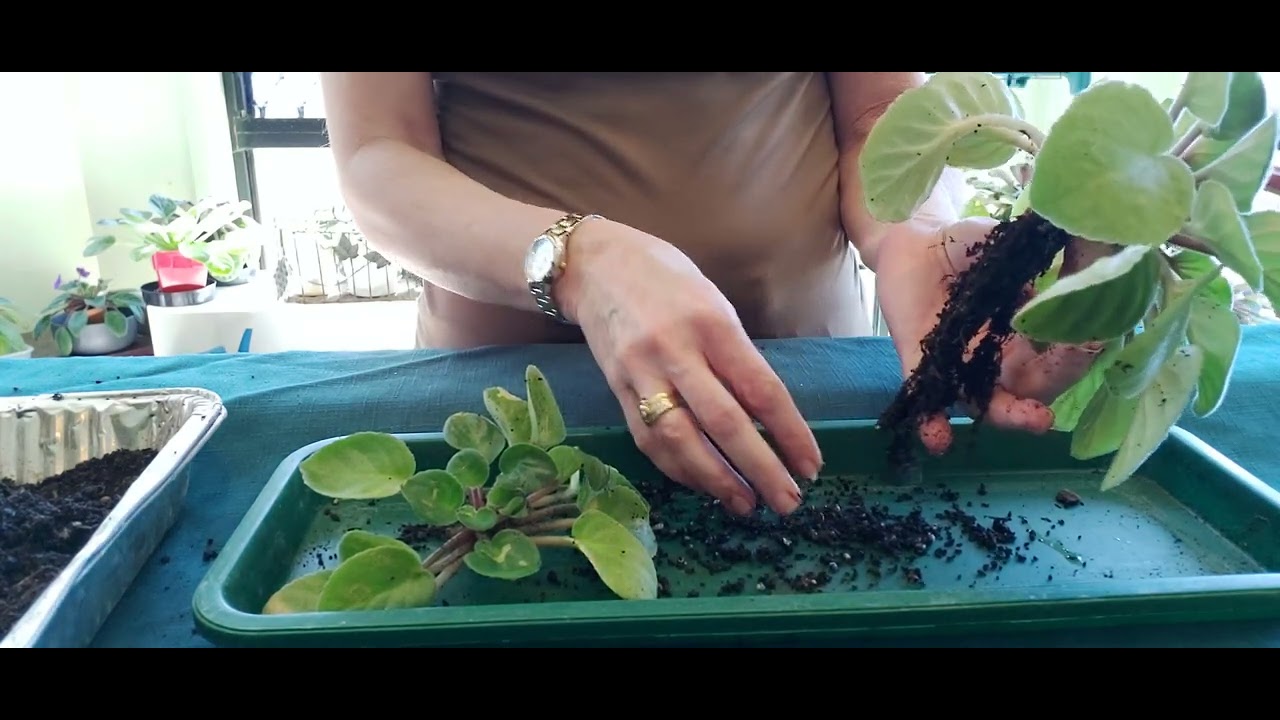 HOW TO Separate OVERGROWN Baby AFRICAN VIOLETS!!!! Finding the Crowns and Repotting Plants