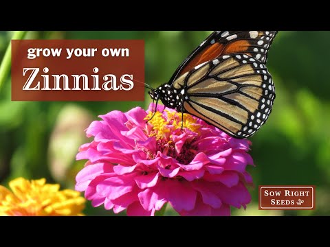 Sow Right Seeds | Zinnia Flowers | Zinnia Garden