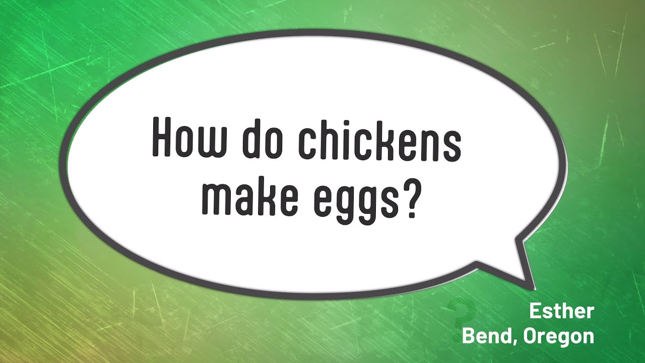 How do chickens make eggs?