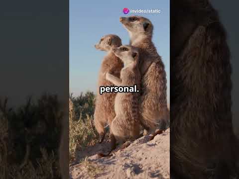 The Wild Way Meerkats Recognize Each Other